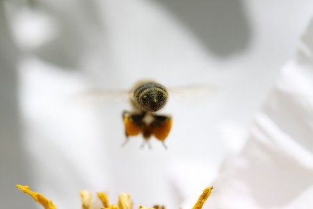 Butiner en soi | variations photographiques